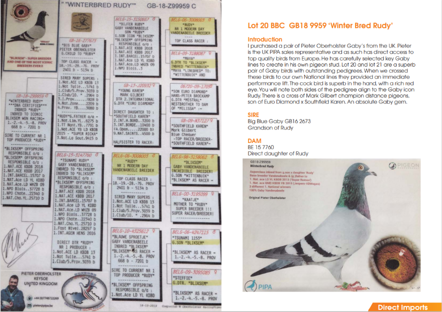 Stock Birds | Northern Gold Coast | Hudson Lofts